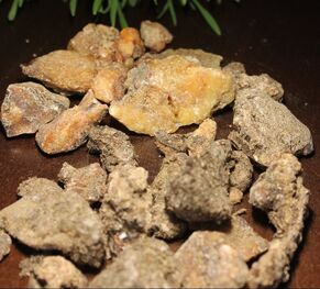 Spruce sap - About - Linnusilmapuu